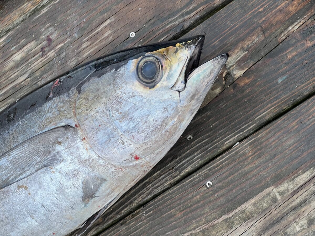 Photo Gallery - Runaway Sportfishing Charters