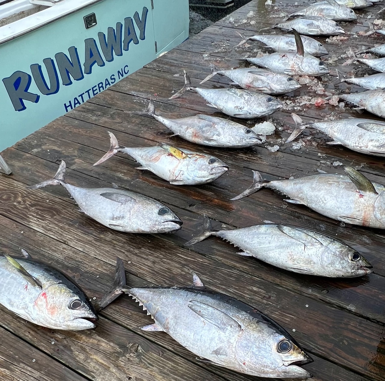 Photo Gallery - Runaway Sportfishing Charters